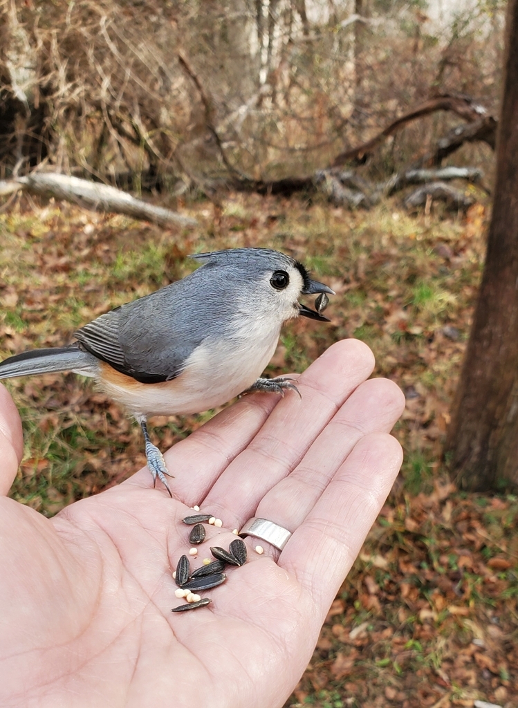 National Bird Day | Nelson Pope Voorhis