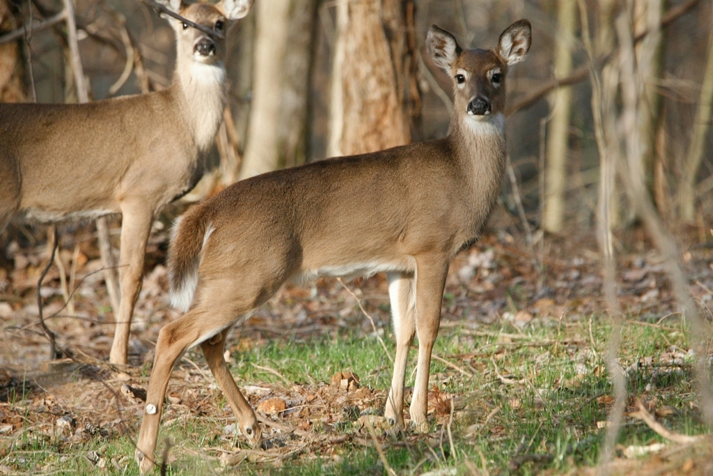 Wildlife on Long Island | Nelson Pope Voorhis